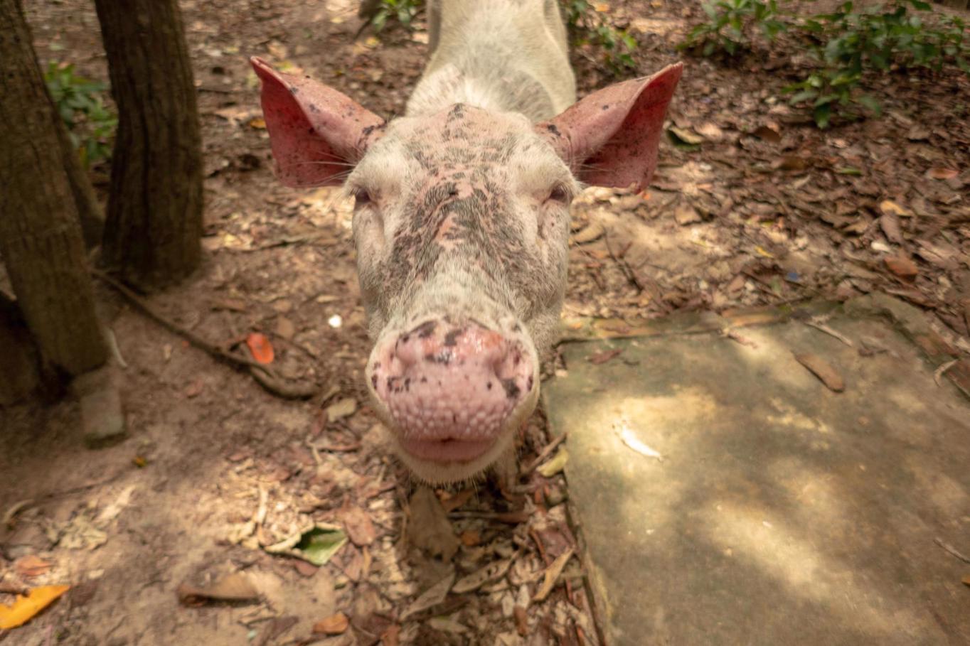 Phnom Penh Zoo - Tamao Wildlife Rescue Center - Travellers With Time