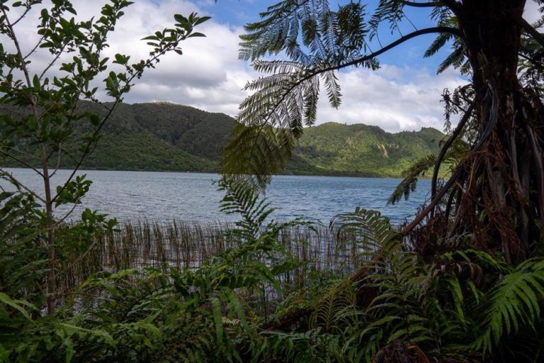 9 amazing Rotorua walks you won't want to miss - Travellers With Time